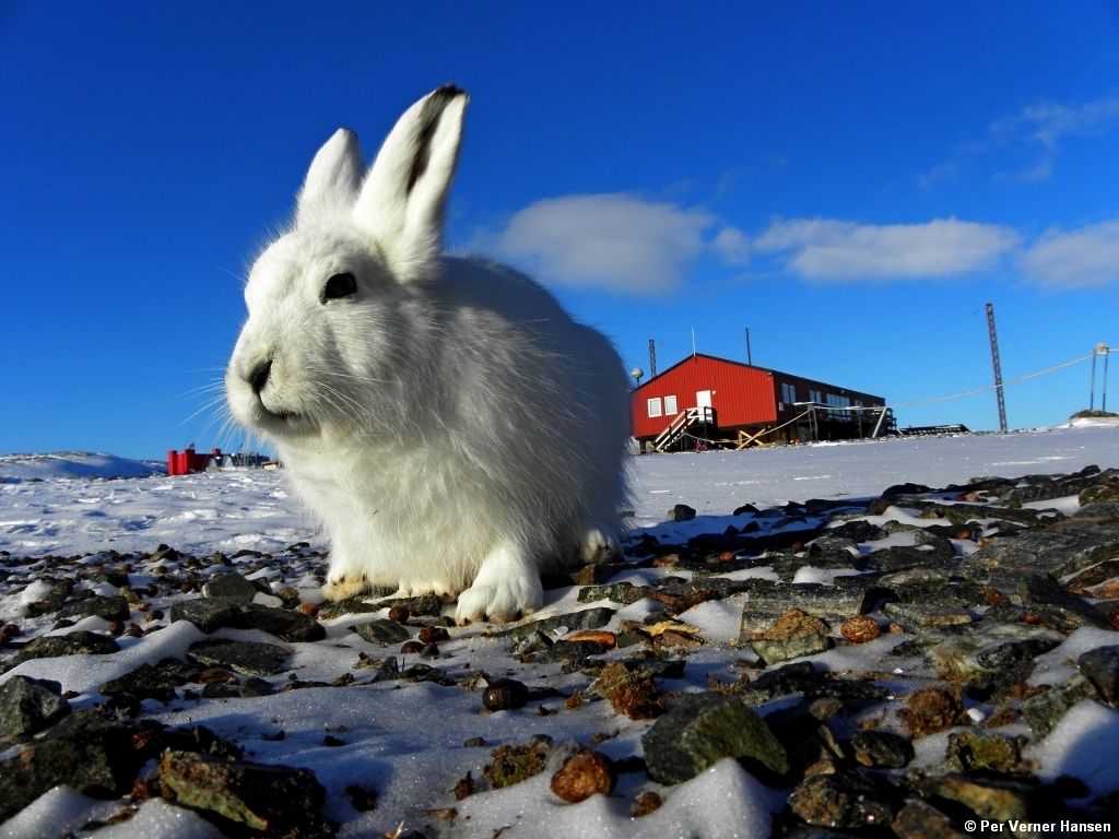 NORDØSTGRØNLAND - Danmarkshavn en vejrstation